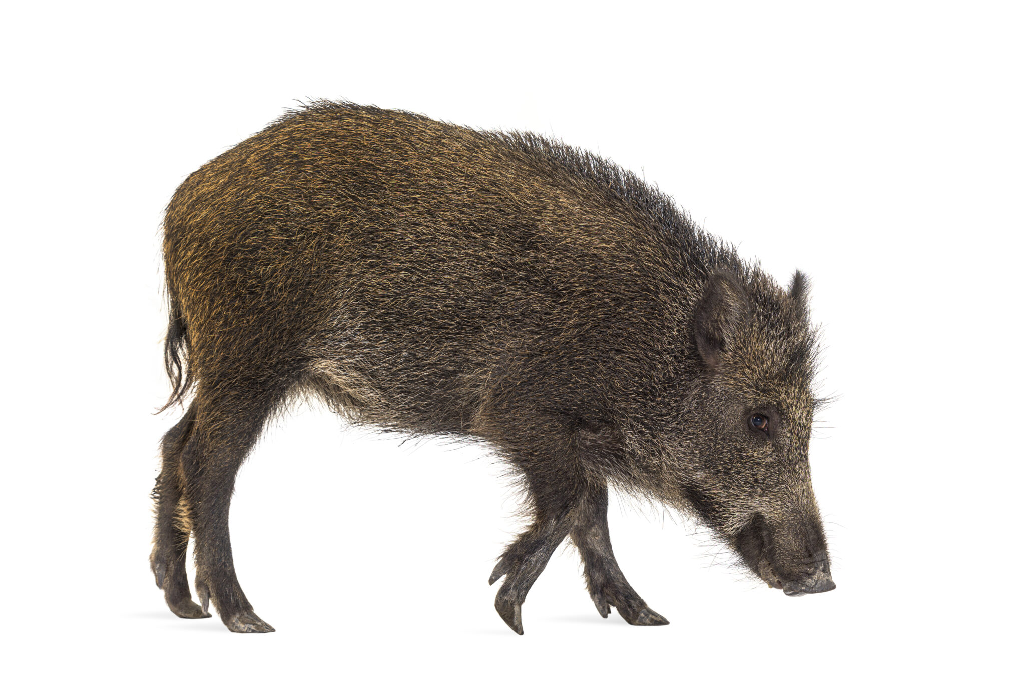 Wild Hogs – Rescue Trappers